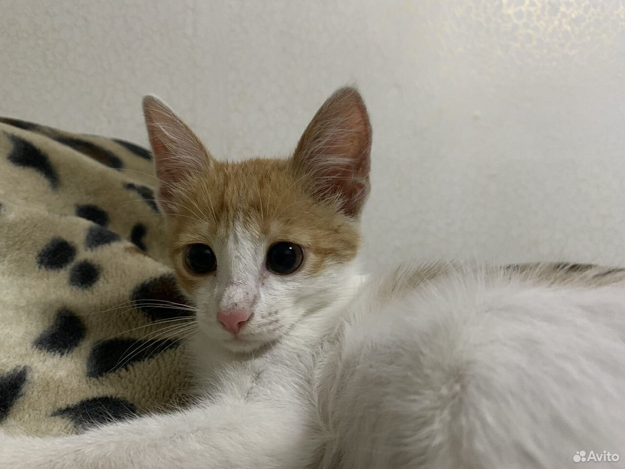 Котёнок (мальчик) в добрые руки