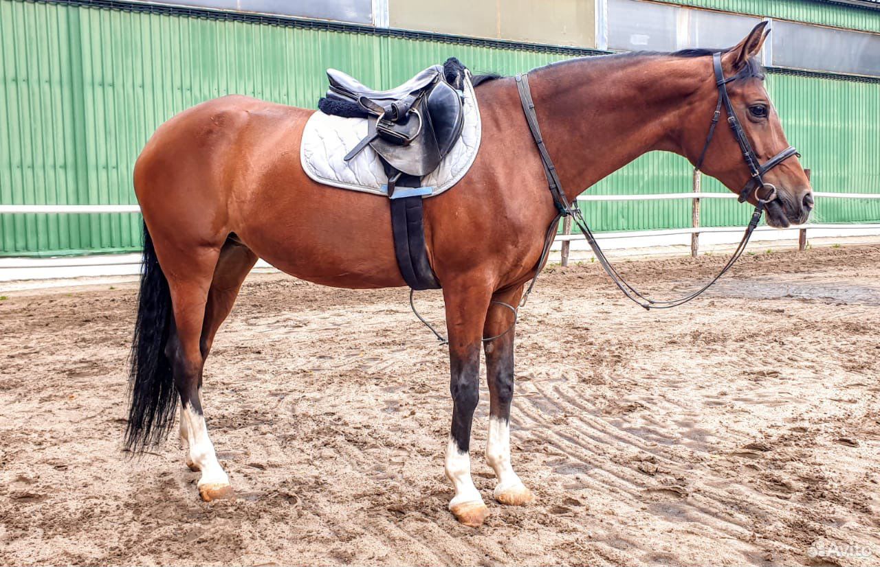 Продаётся лошадь хобби класса