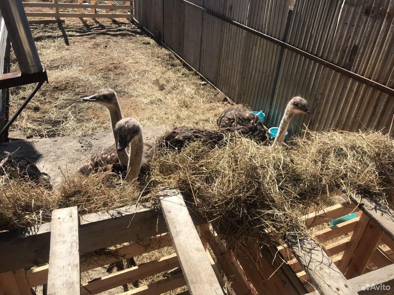 Самец страуса