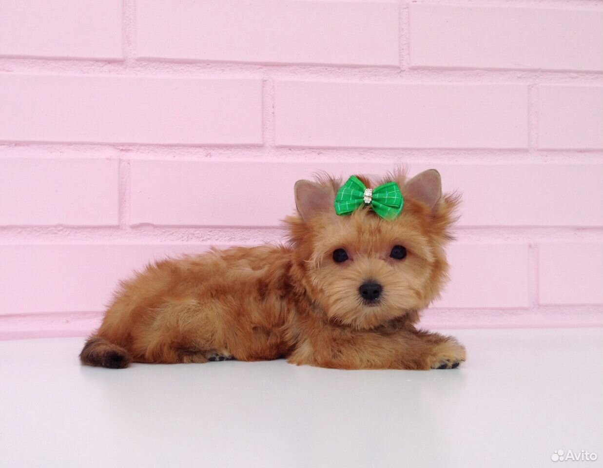 Йоркшир золотая мини леди