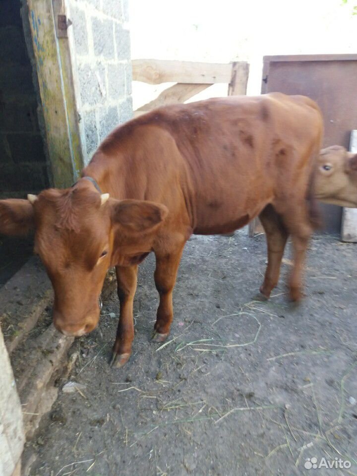 Продаются телята