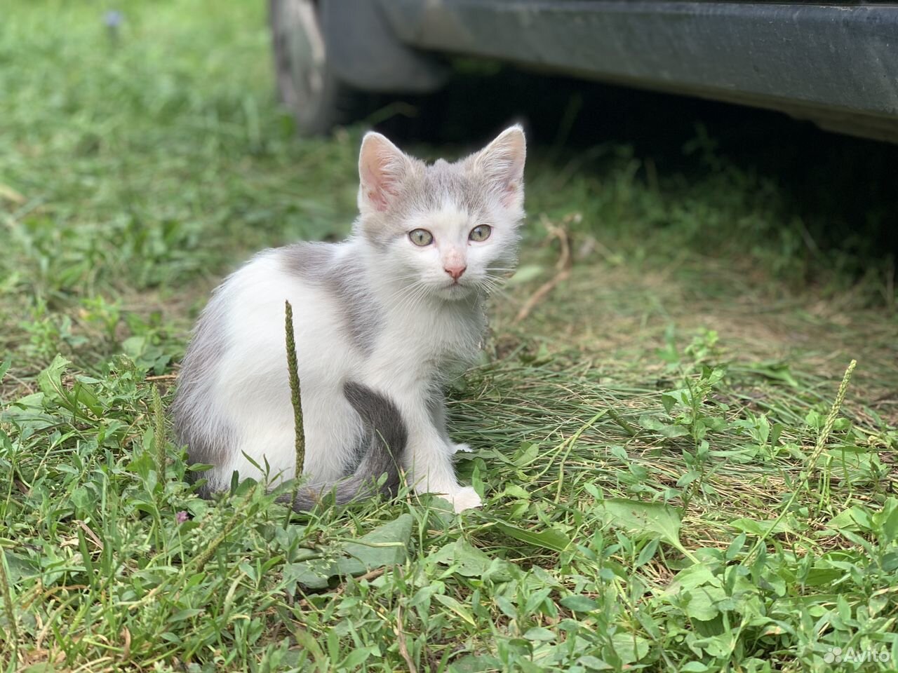 Котята 2,5 мес