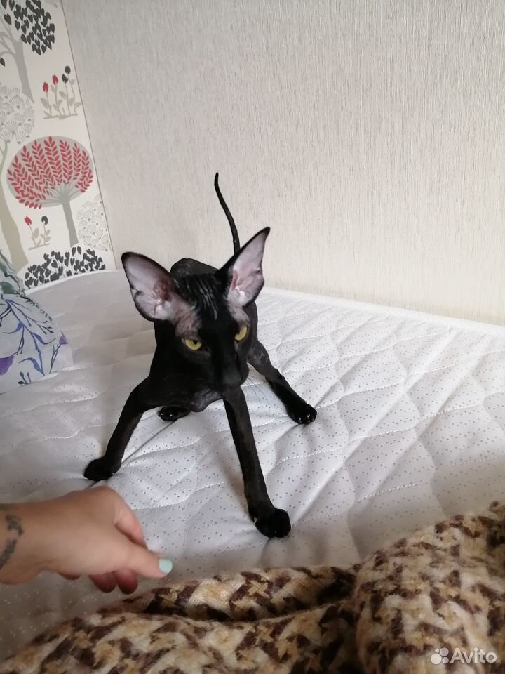 Отдаётся котенок сфинкса