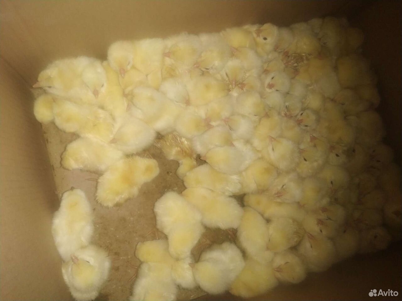 Циплята суточные