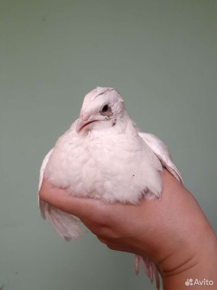 Перепела техасские