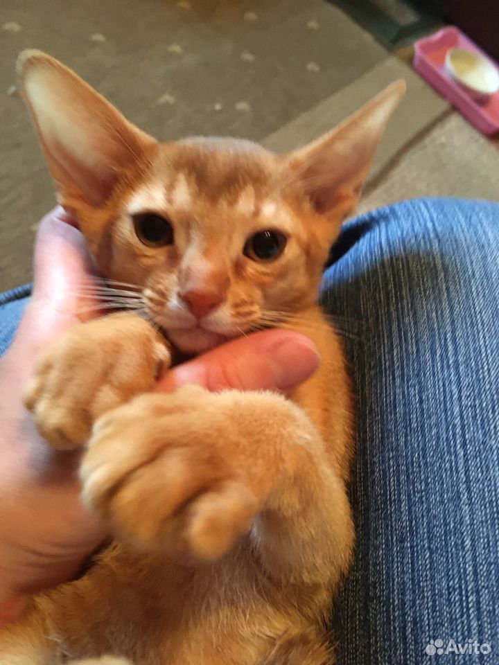 Абиссинский котёнок окраса соррель