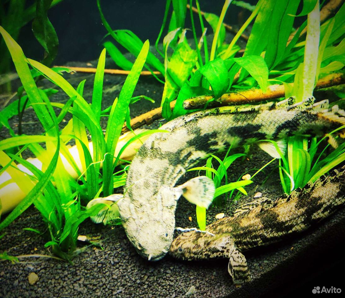 Полиптерус эндлихера