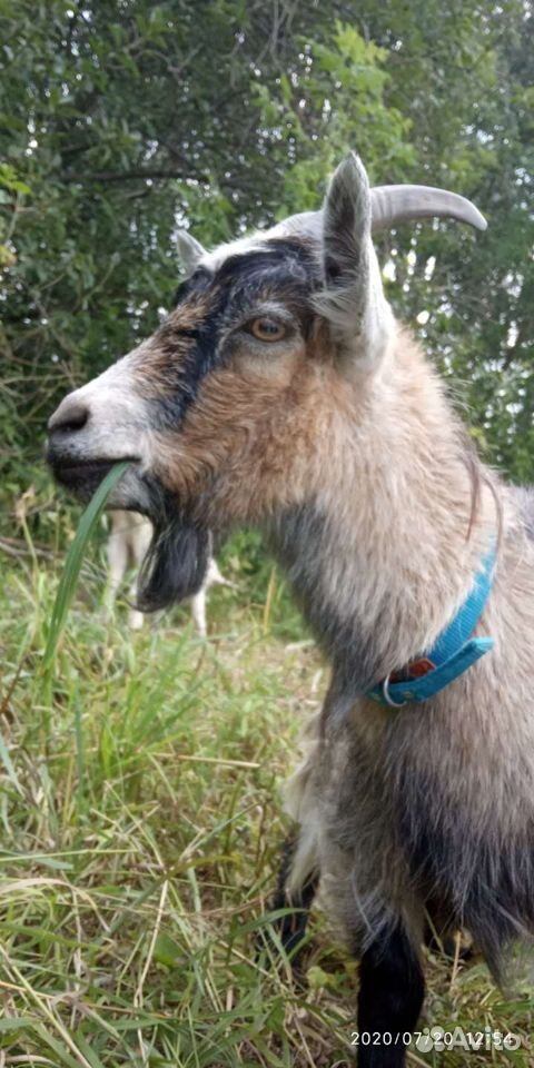 Продам коз