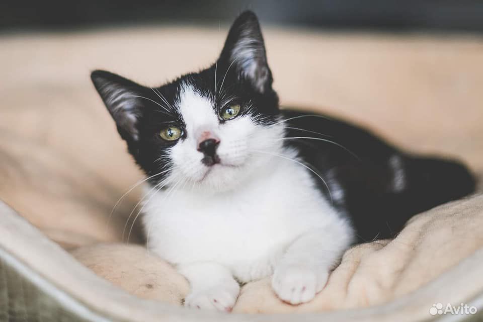 Котенка Маня ищет дом