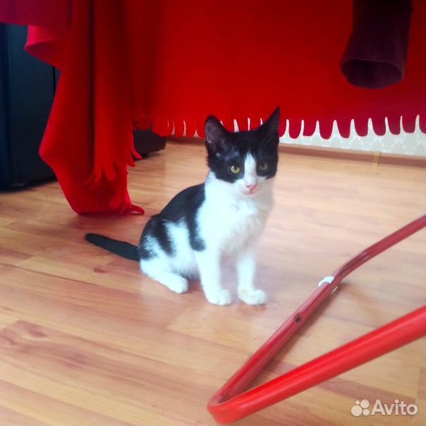 Котенок девочка 2,5 мес