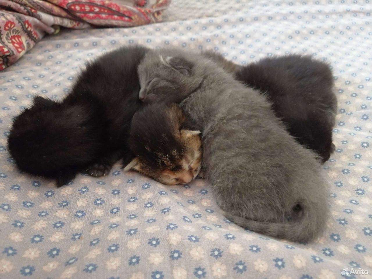 Котята от обесинца и любимой дворянки