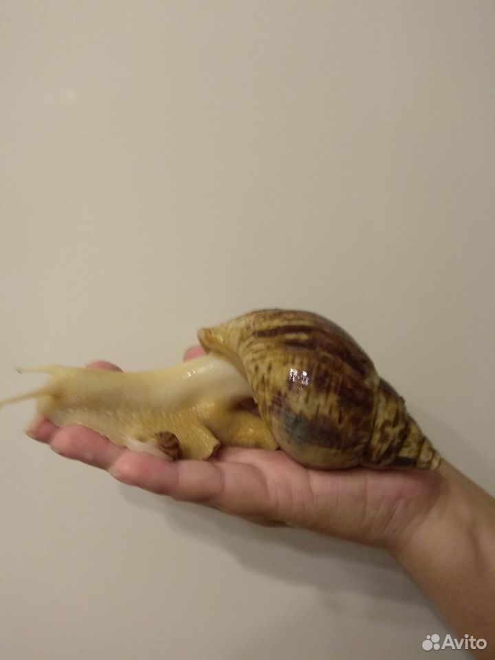 Улитка ахатина