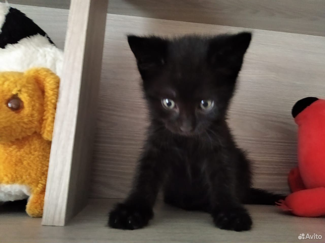 Два черных котика