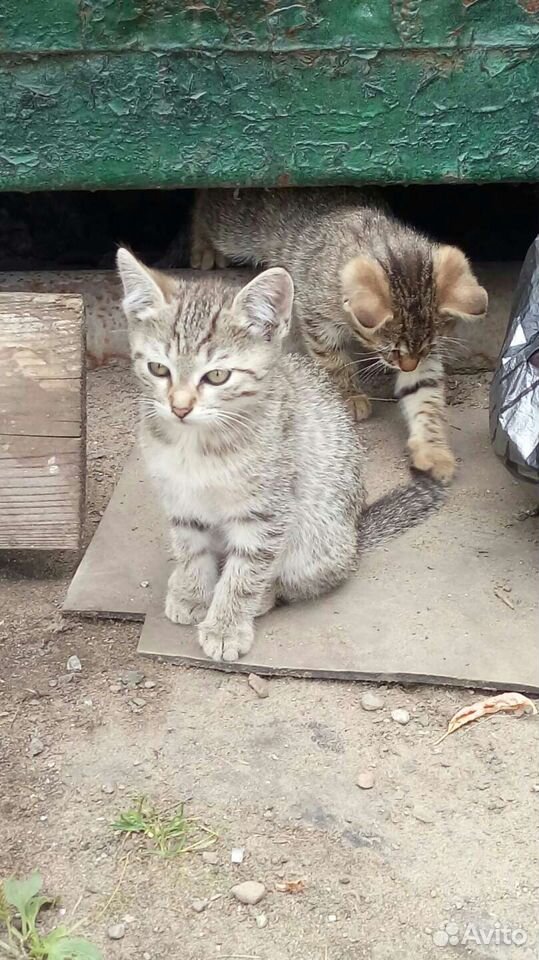 Котята Надя, Вера, Любочка три сестры