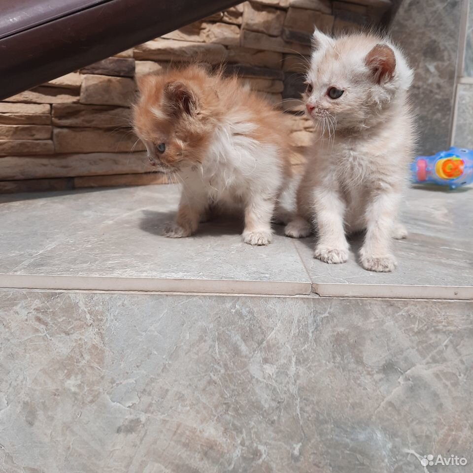 Отдам полуперсидских мальчиков в добрые руки