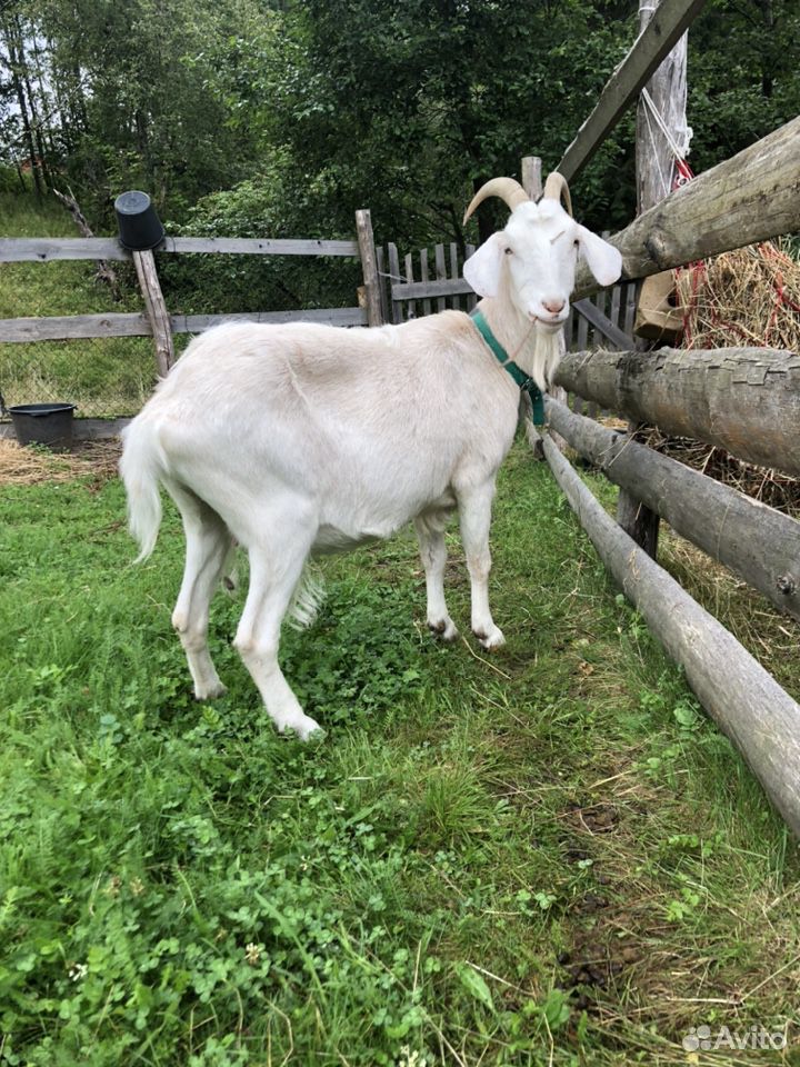 Коза альпийско нубийская