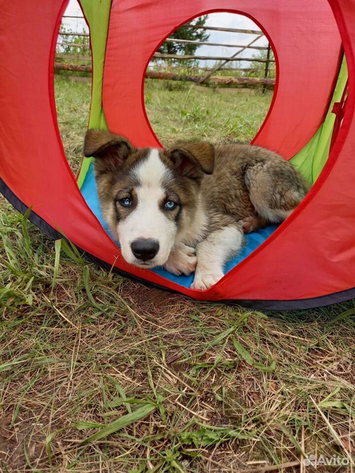 Отдам бесплатно