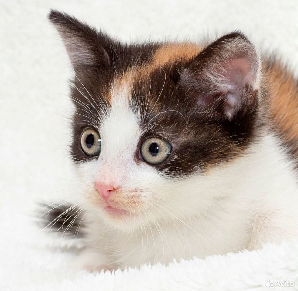 Счастье на ладошке