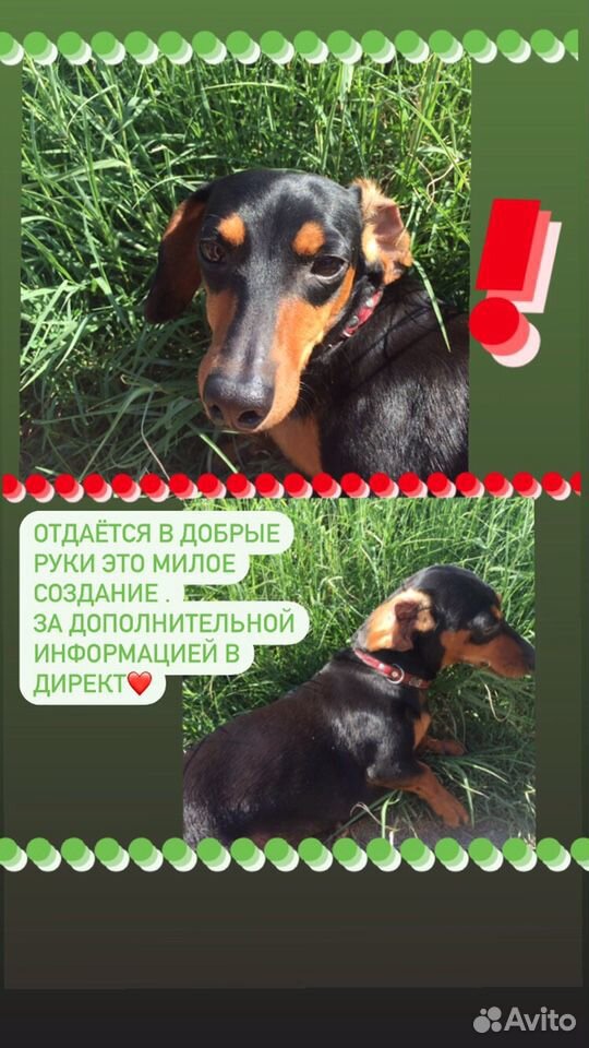 Такса