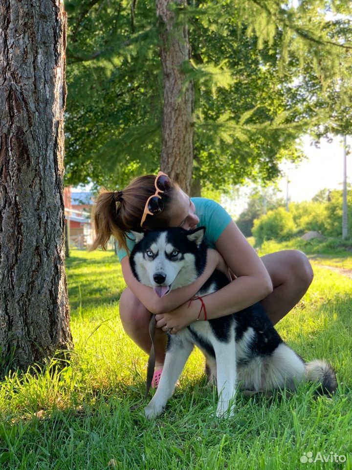 Сибирский хаски