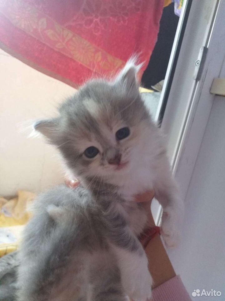 Кошки порода персидская мальчик и девочка