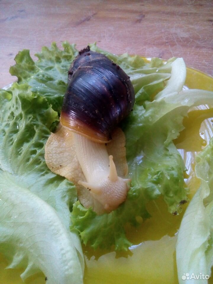 Продам улитку ахатин