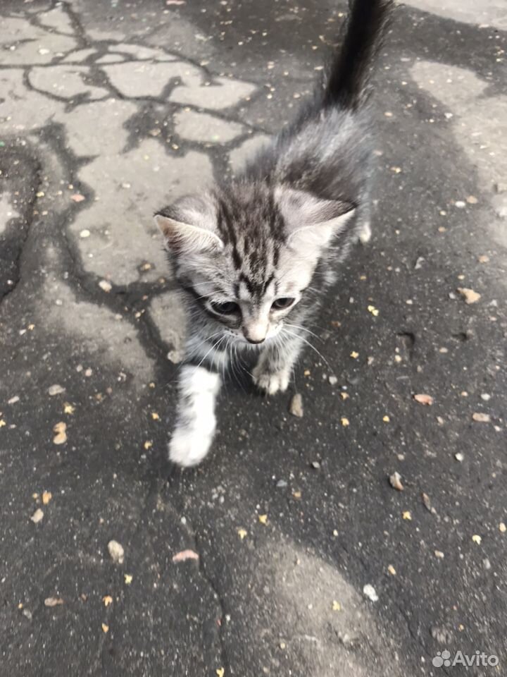 Котёнок маленький совсем