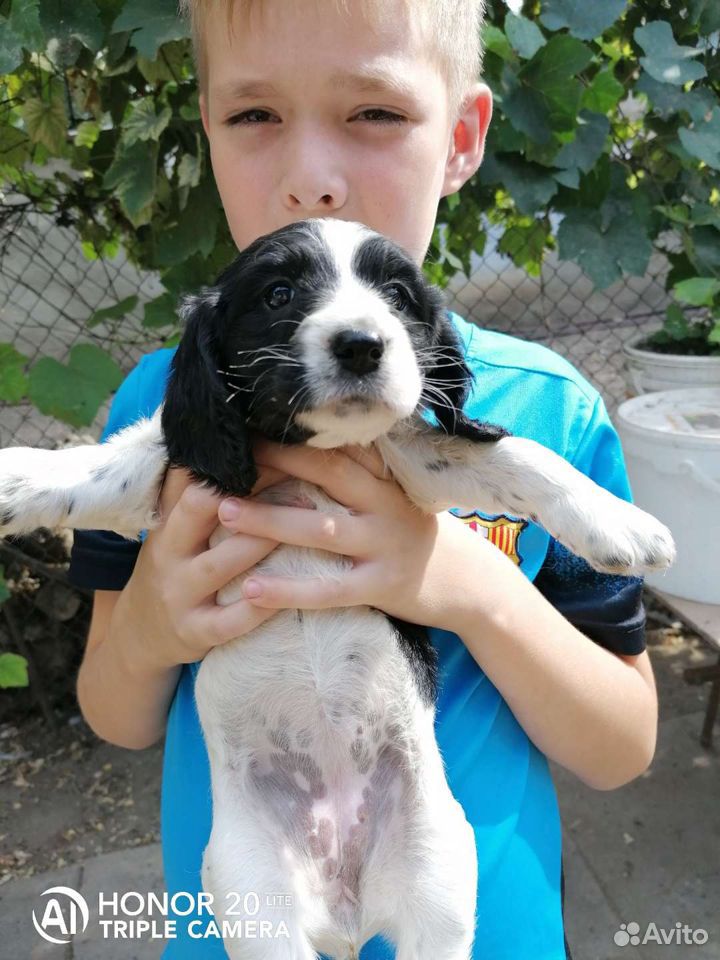 Спаниель
