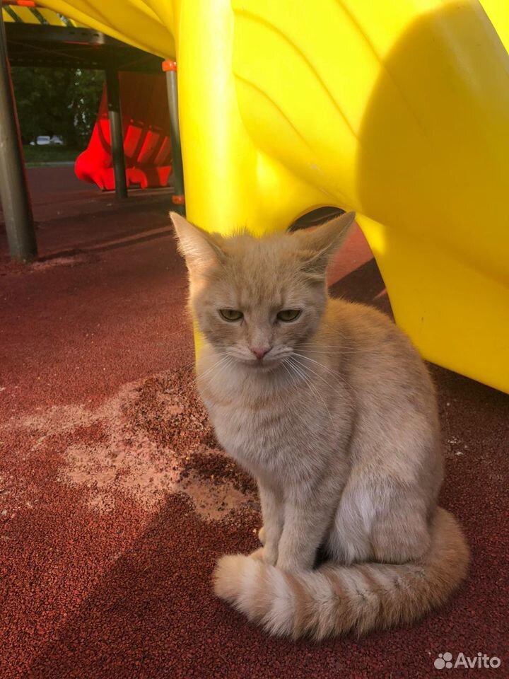 Кошечка - может это Ваша