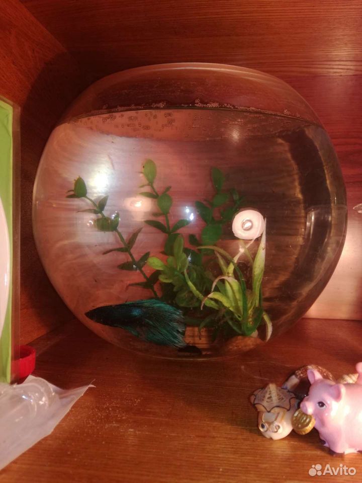 Мальки петушка