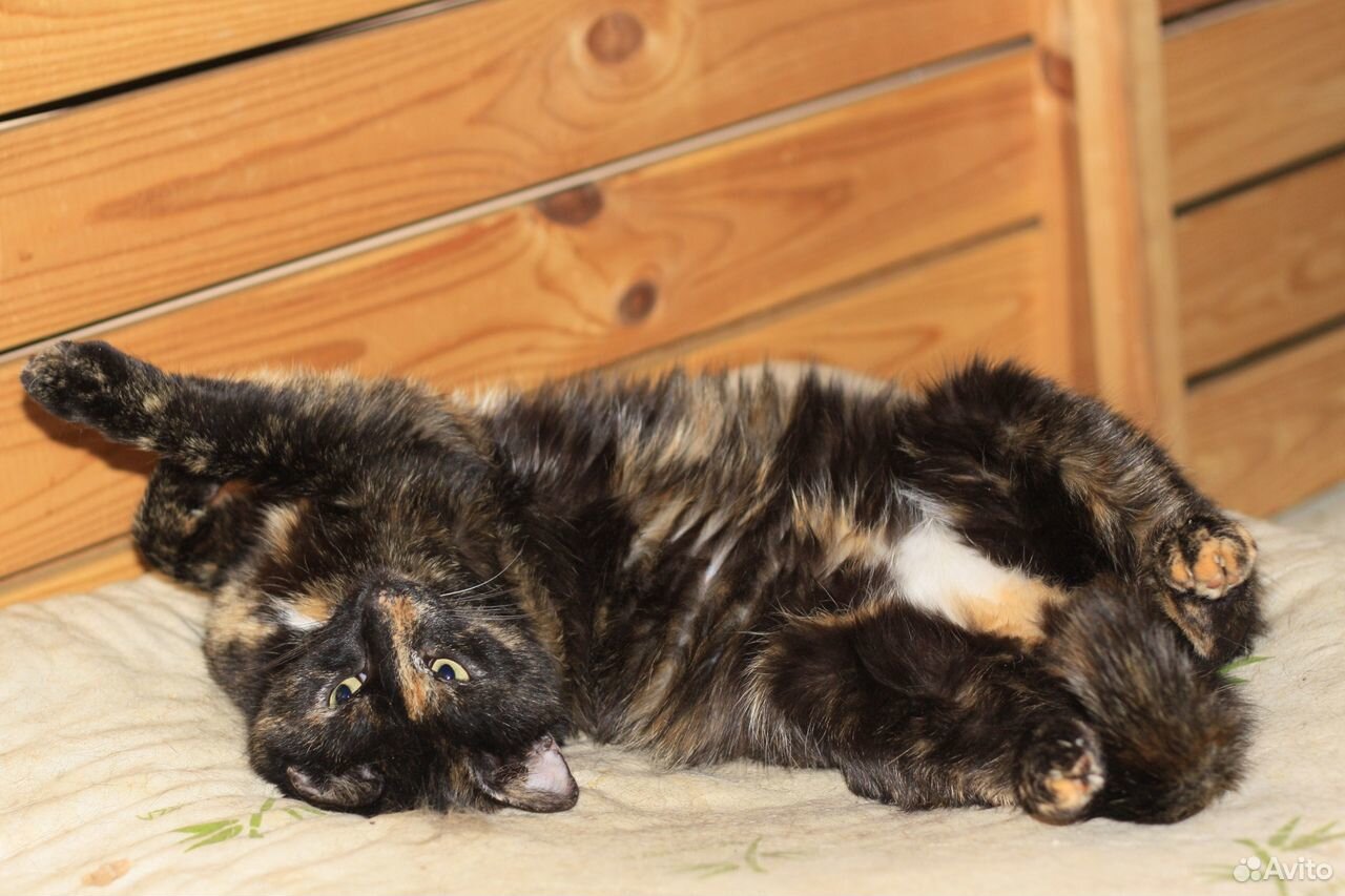 Очень ласковая идеальная молоденькая кошечка Мурка