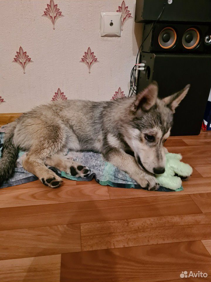 Собака, помесь с хаски