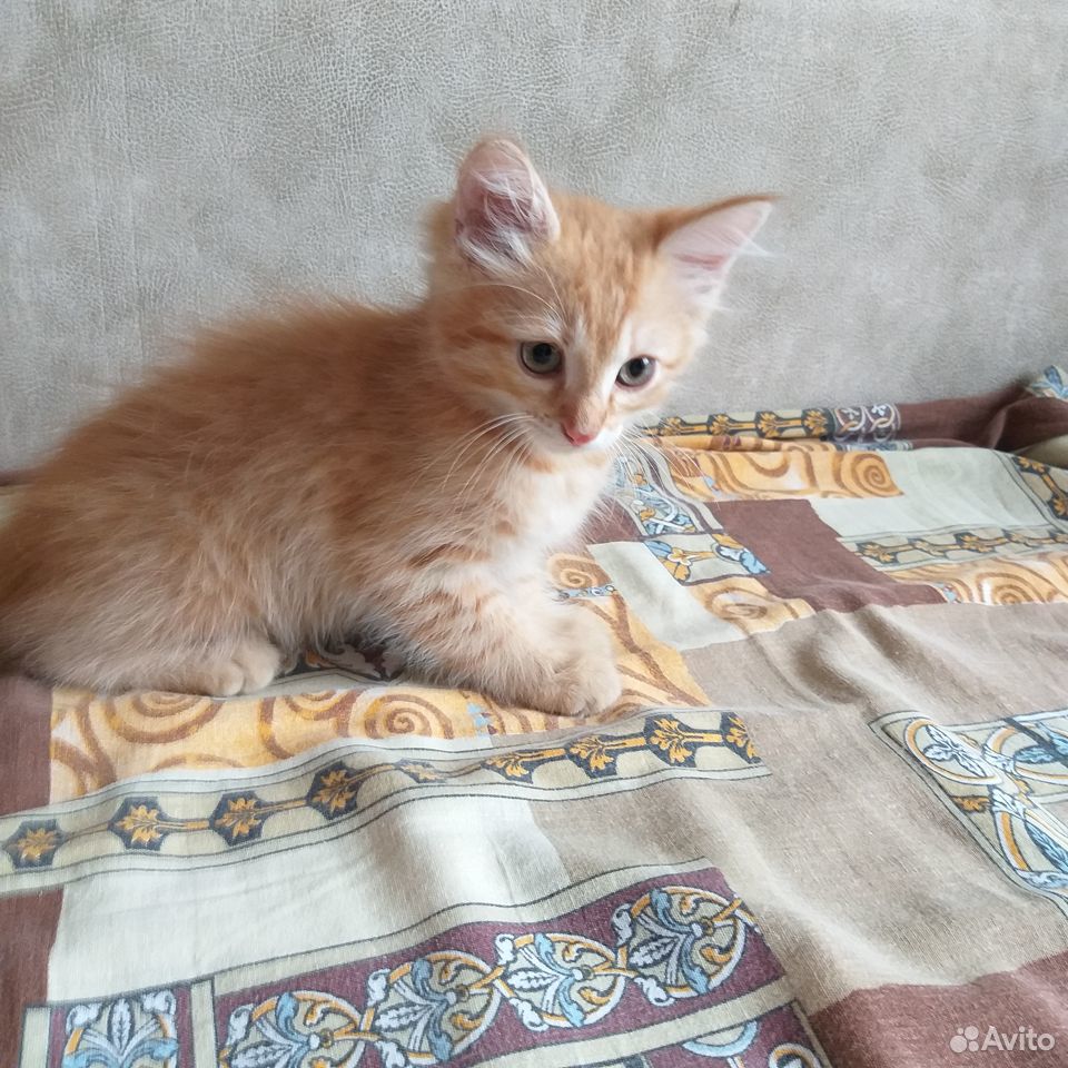 Отдам в хорошие руки котенок Дашка 2 месяца