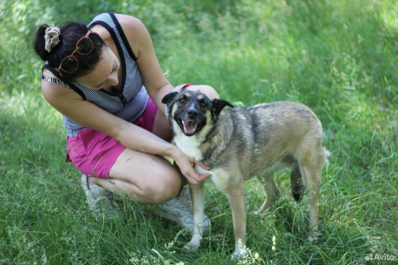 Небольшая собака Лира ищет дом