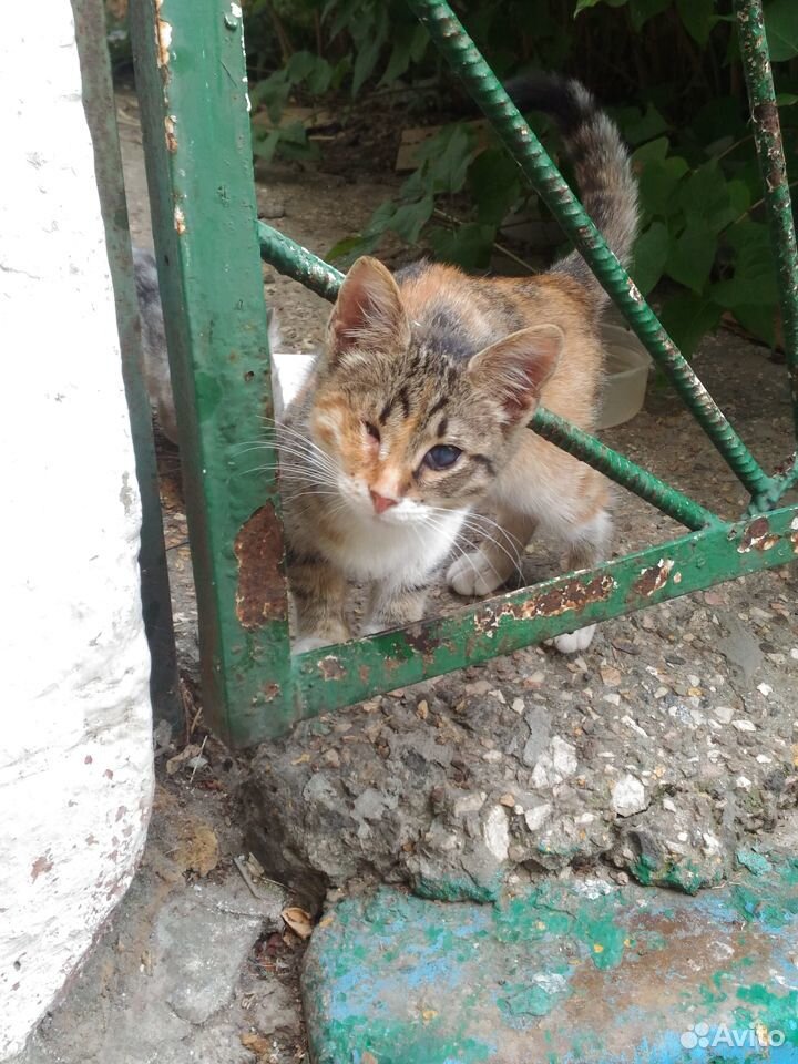 Особый котёнок