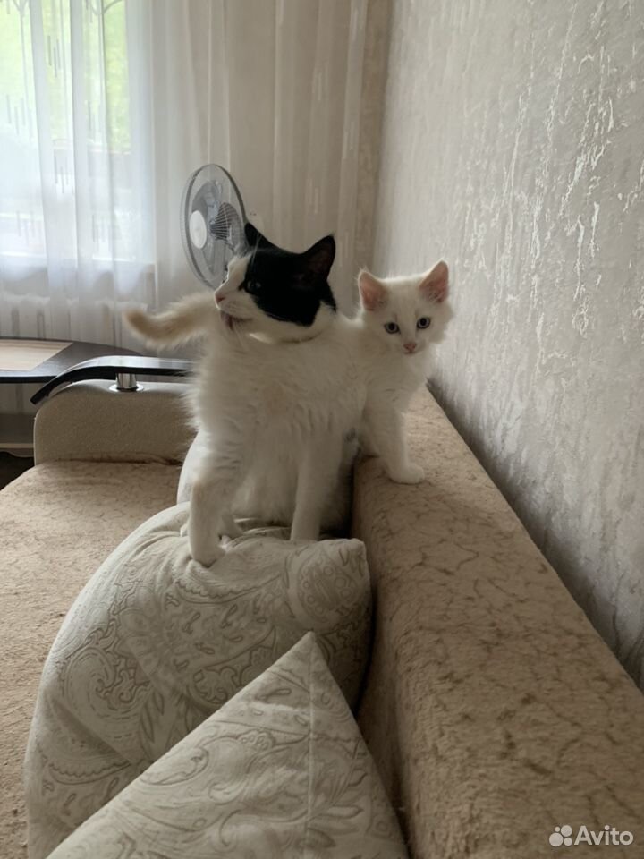 Отдам котёнка