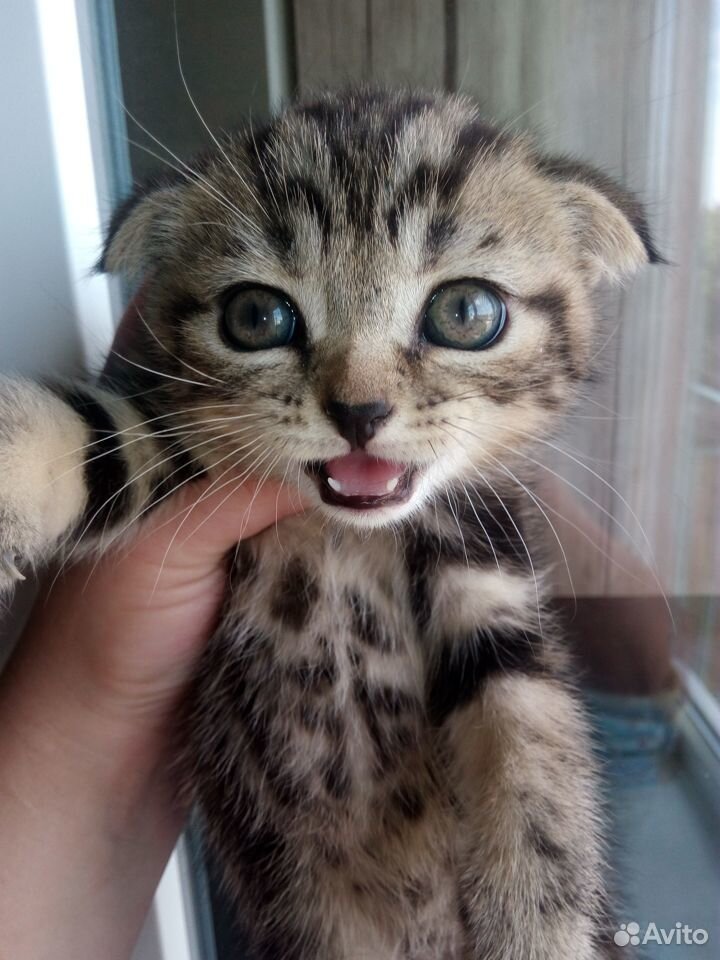 Продаю шатландский веслоухий котенок ест все, на л