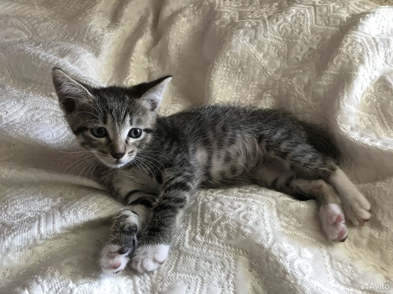 Котенок ушастик