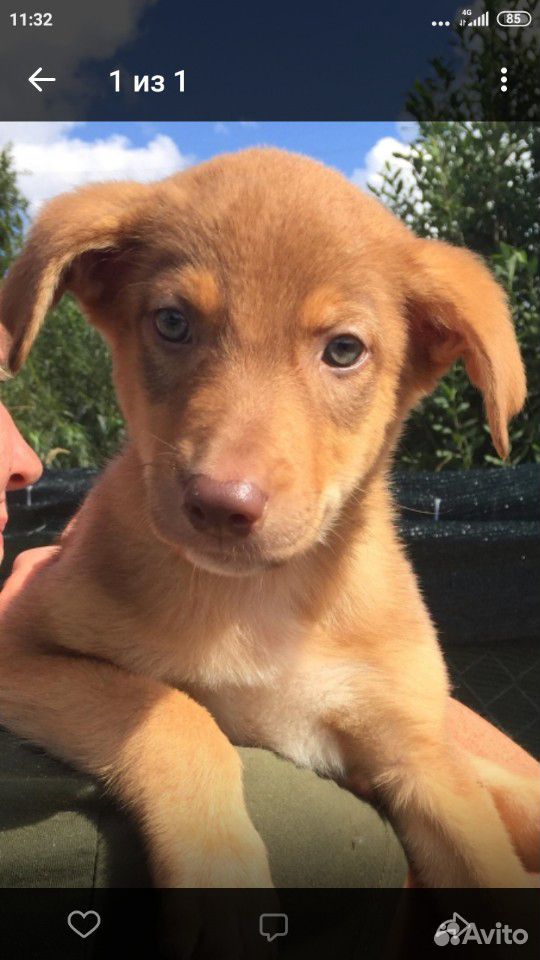 Шоколадный заяц 2 месяца