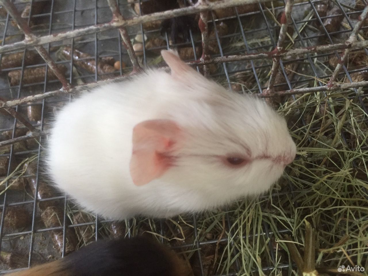 Морские свинки