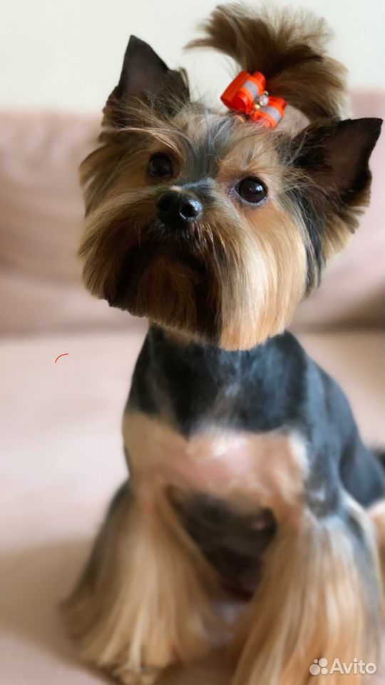 Йоркширский терьер