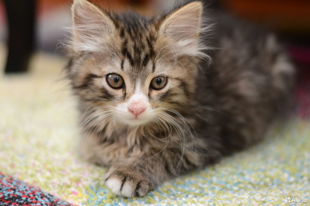 Конфетка,3 мес