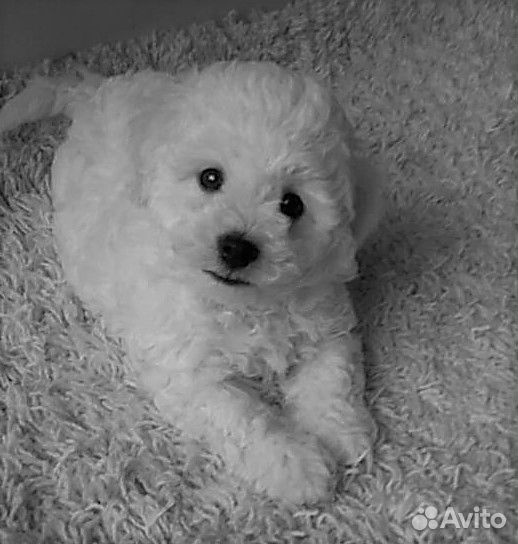 Бишончик Фризе