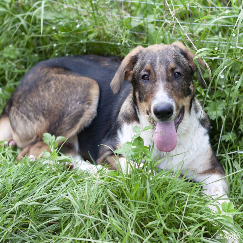 Собака щенок Рич