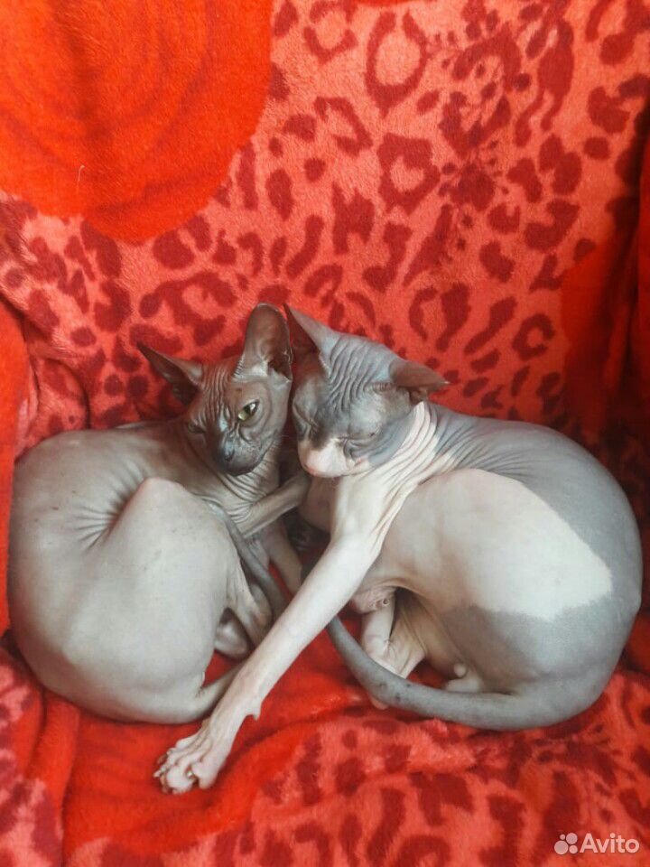 Донской сфинкс. Вязка