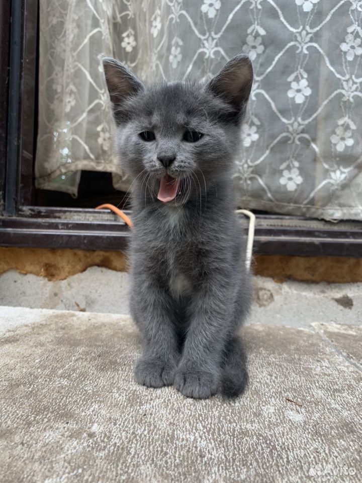 Котёнок серый дымчатый