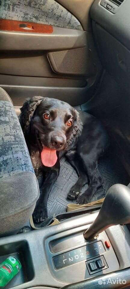 Русский охотничий спаниель. вязка