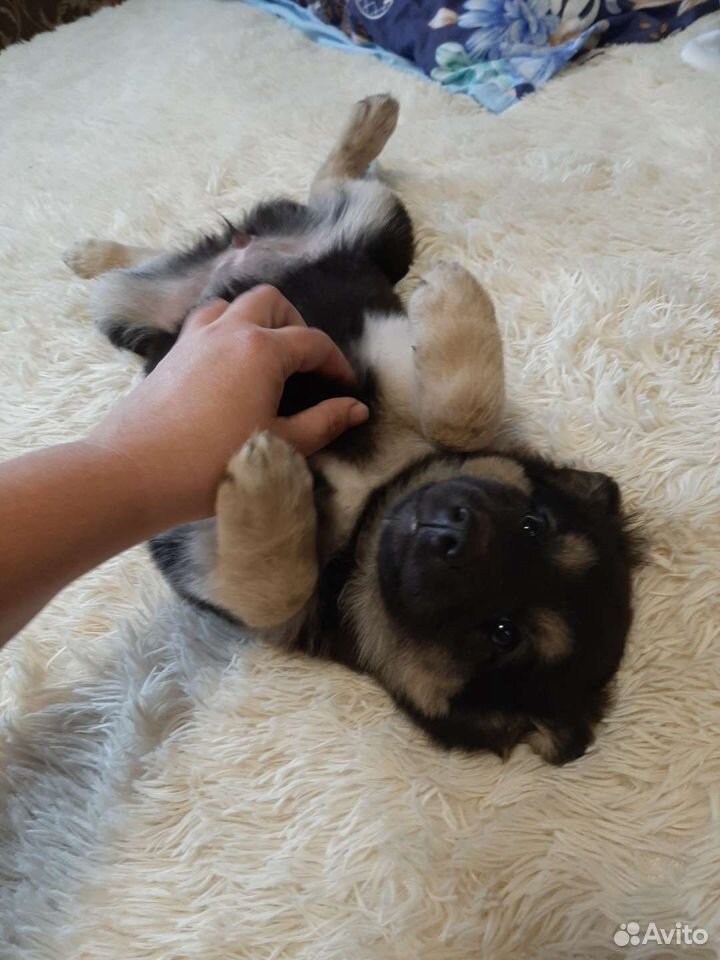 Метис овчарки