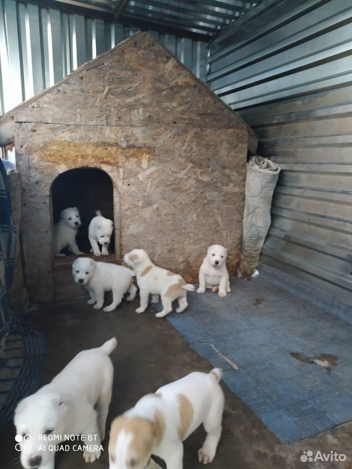 Продам щенков алабая