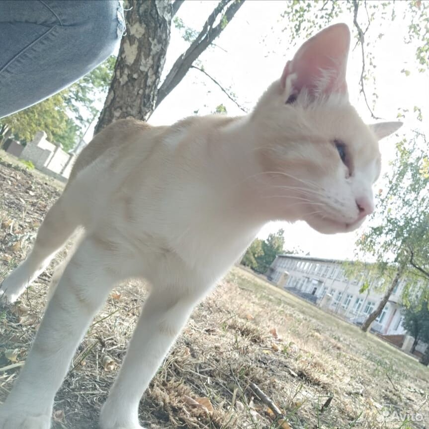 Котик в добрые руки